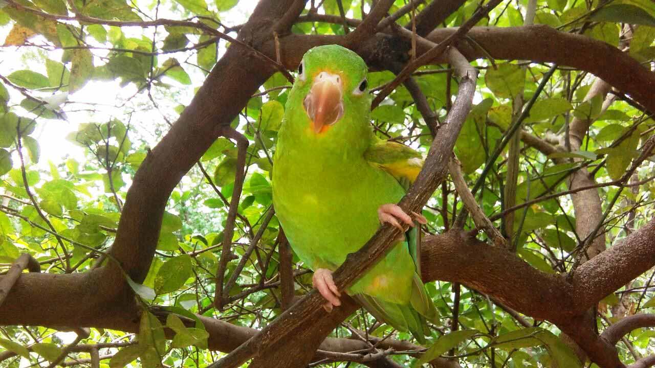 Ometepe, hábitat esperanzador para el loro – Visita Nicaragua