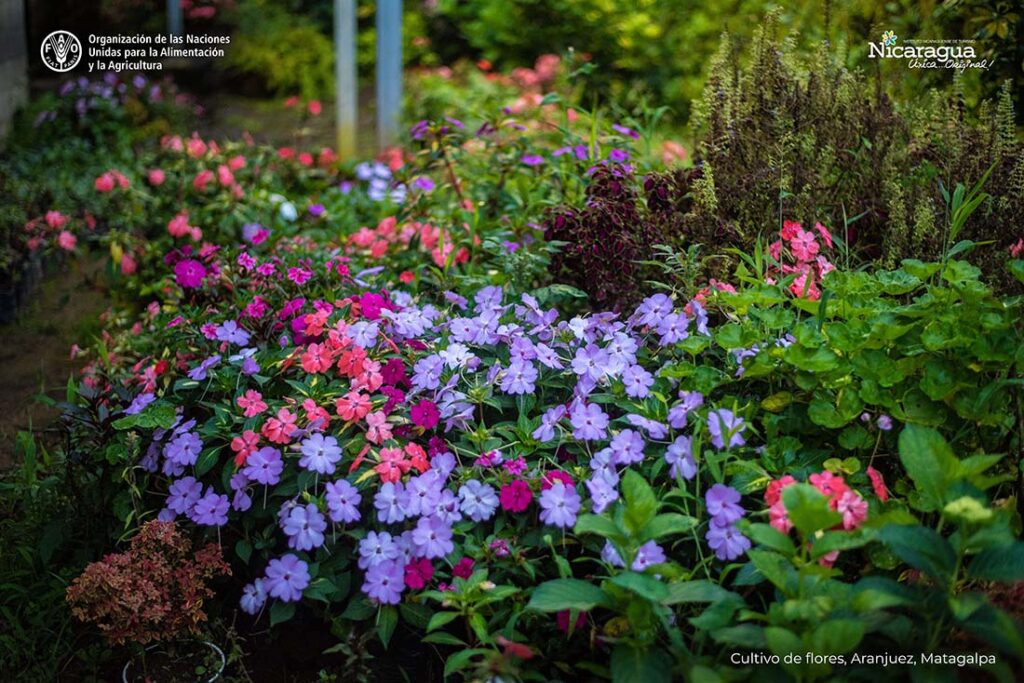 Cultivo de flores, Aranjuez, Matagalpa (4) – Visita Nicaragua