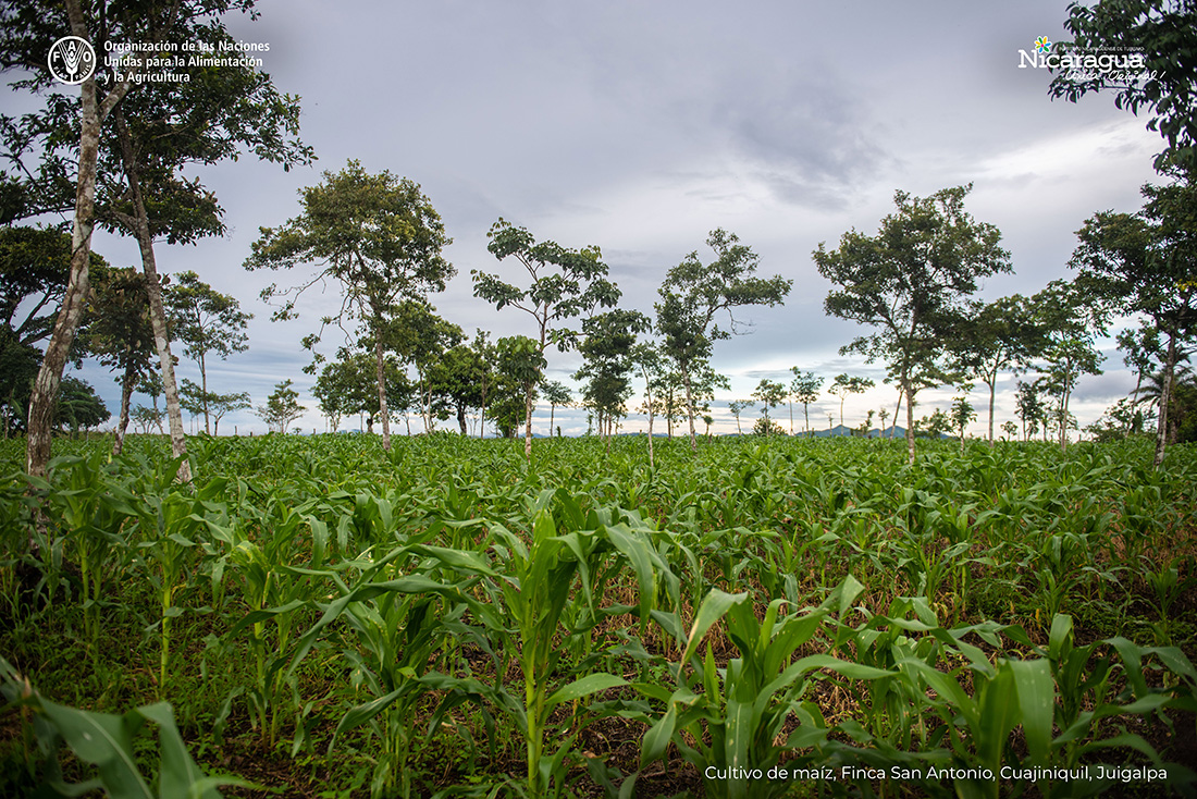 Cultivo de maíz, Finca San Antonio, Cuajiniquil, Juigalpa – Visita ...
