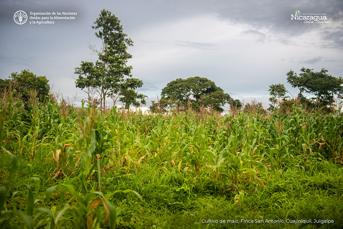 Cultivo de maíz, Finca San Antonio, Cuajiniquil, Juigalpa – Visita ...
