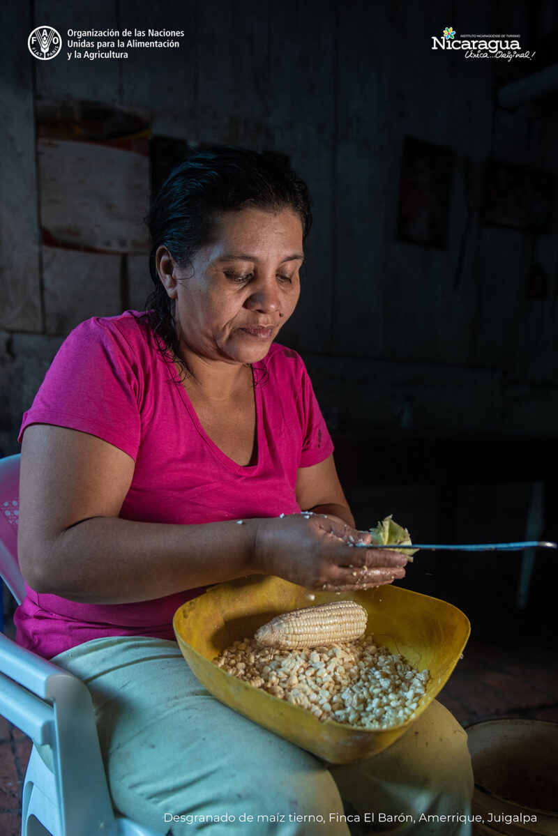 Desgranado de maíz tierno, Finca El Barón, Amerrique, Juigalpa – Visita ...